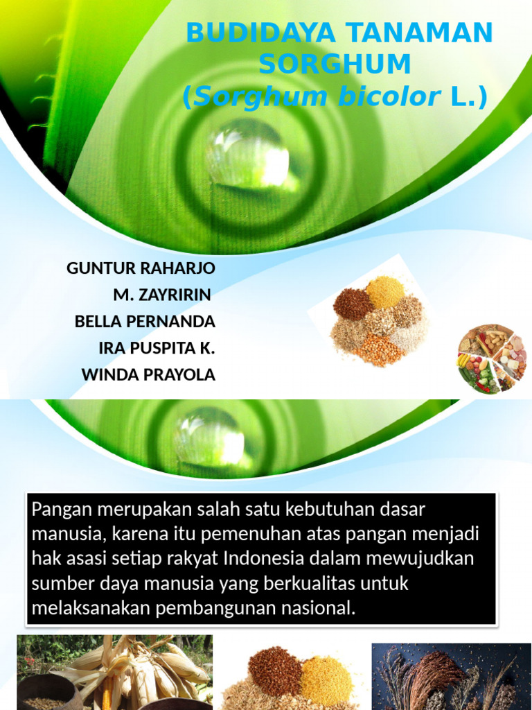 Pptsorghum 141016083939 Conversion Gate02 | PDF