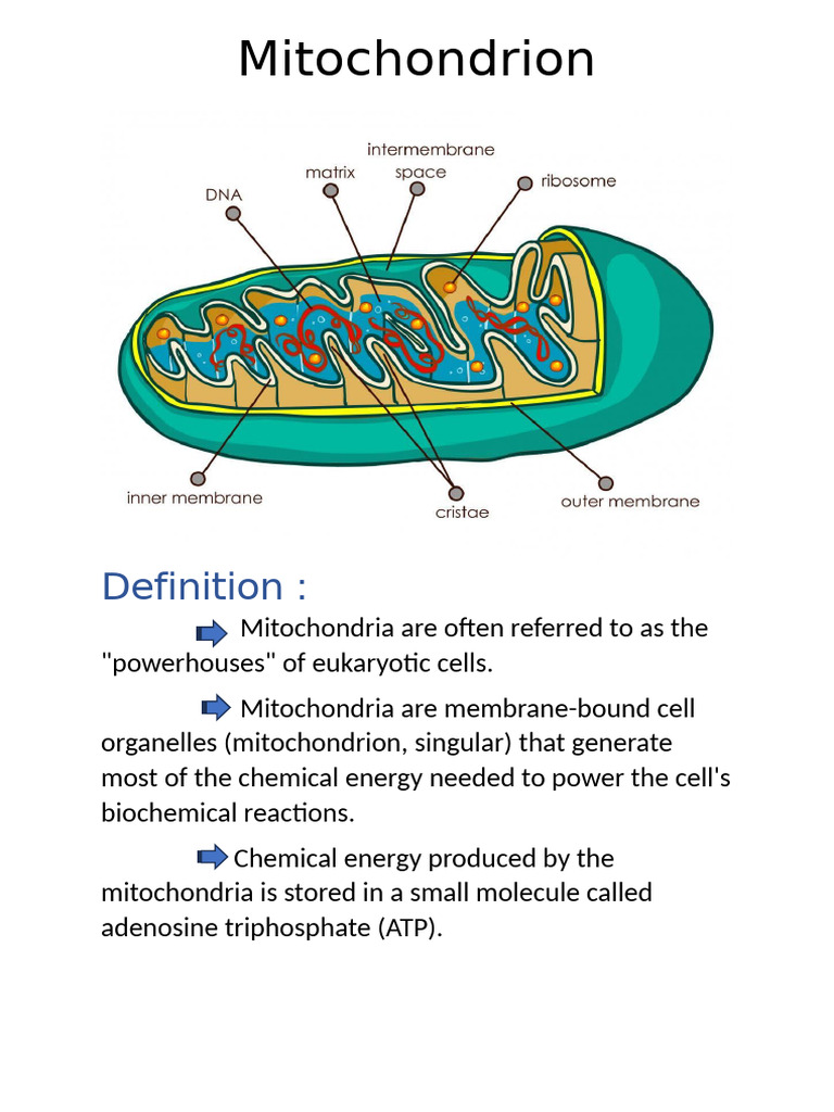 mitochondria | PDF