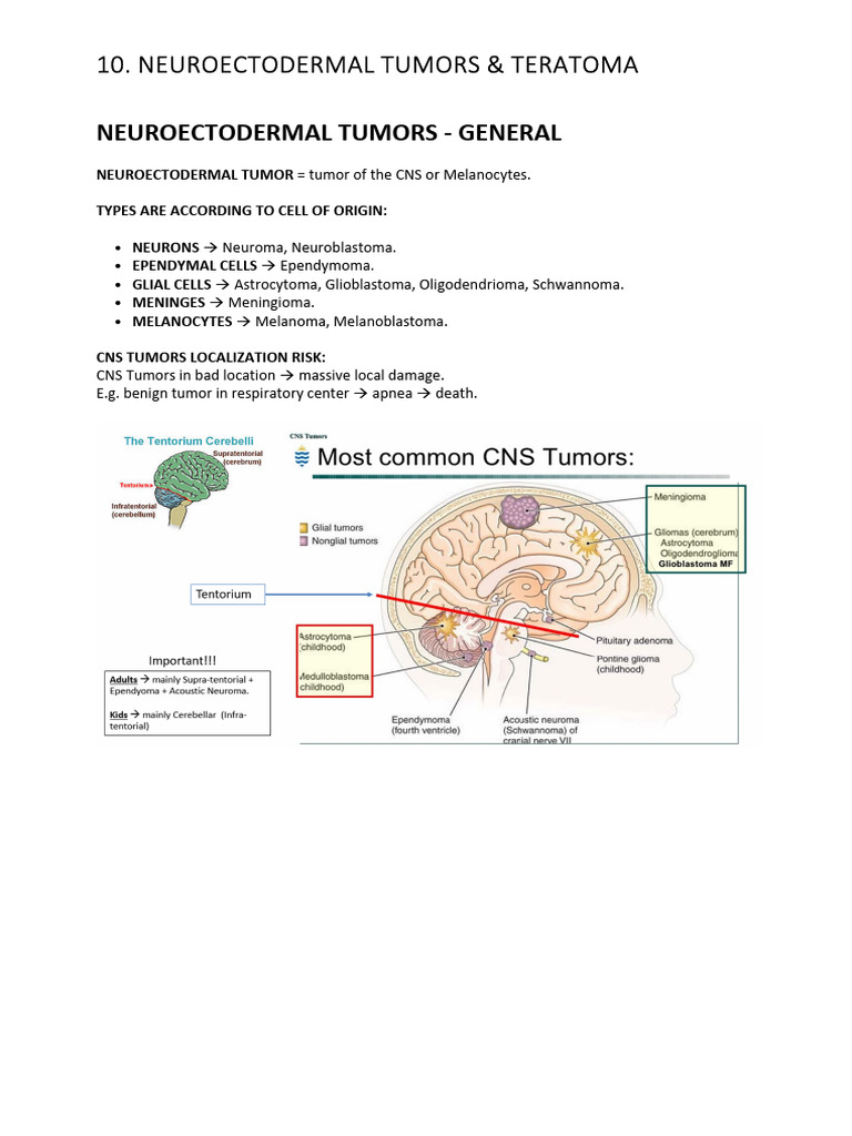 Neuroectodermal Tumors & Teratoma | PDF