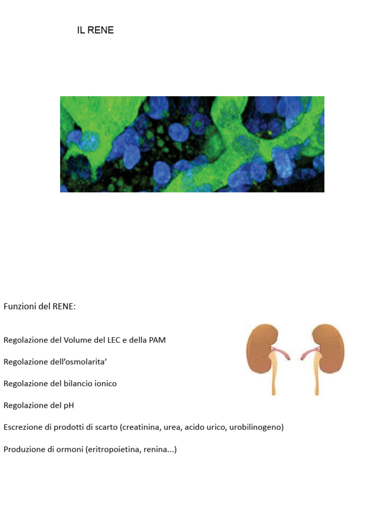 14.il Rene | PDF