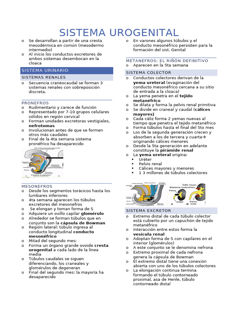 Embrio Cap. 16 | PDF