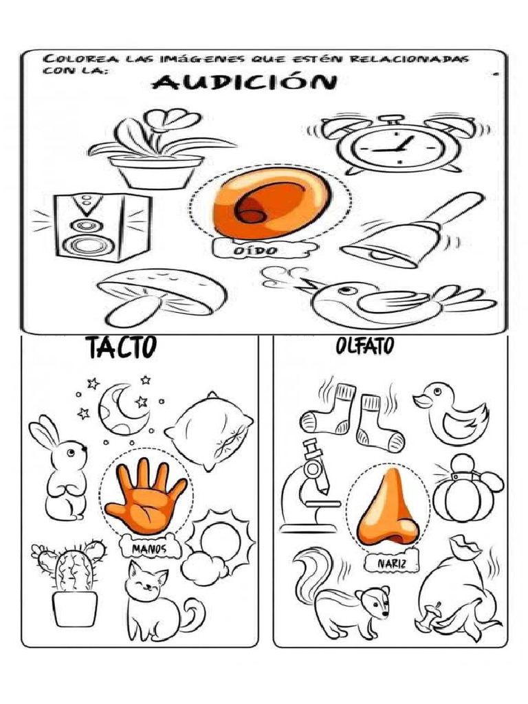 Ficha Sentidos | PDF
