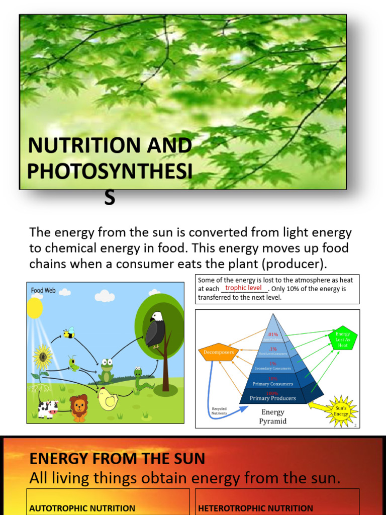 Nutrition and Photosynthesis Notes | PDF