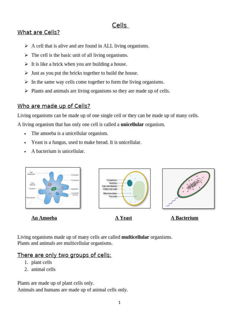Cells | PDF