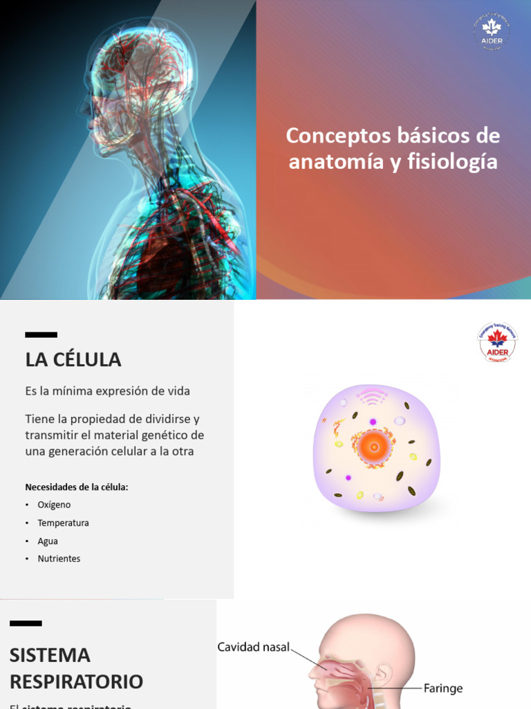 Conceptos Básicos de Anatomía y Fisiología | PDF