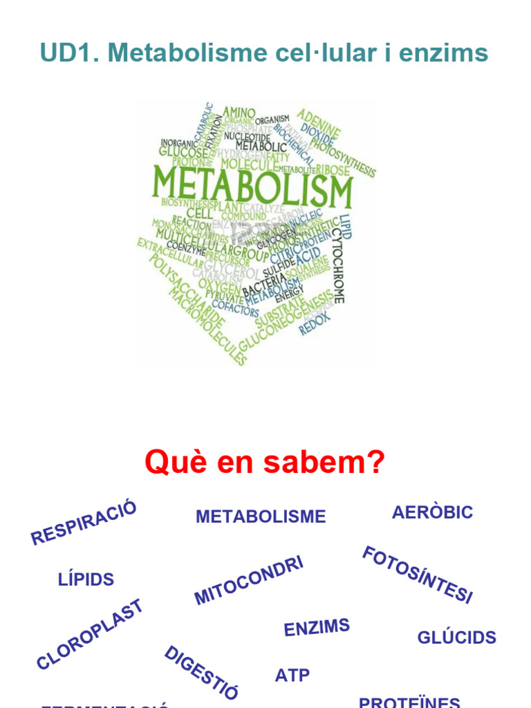 UD1 Metabolisme I Enzims MPV 24 25 | PDF