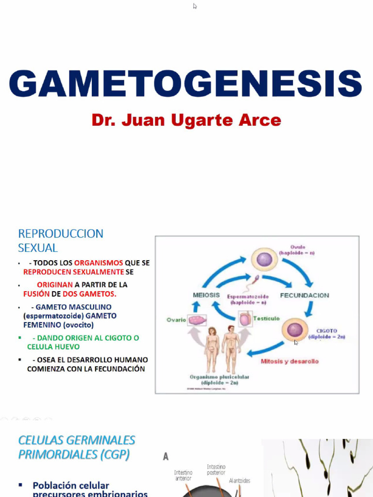 Tema 4 Gametogenesis | PDF