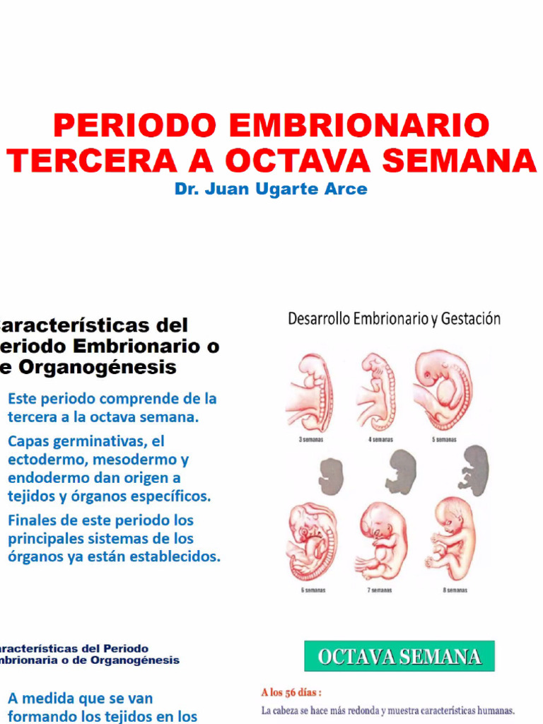 TEMA_8_de_la_tercera_a_octava_semana_PERIODO_EMBRIONARIO_doc | PDF