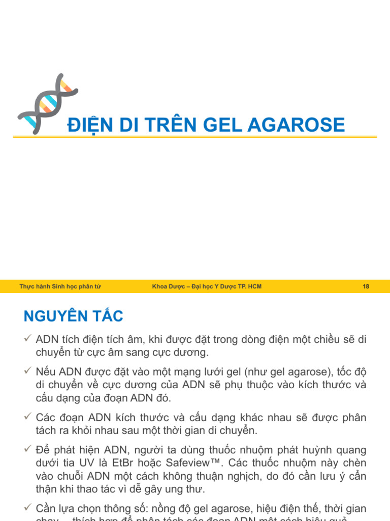 Điện Di Gel Agarose | PDF