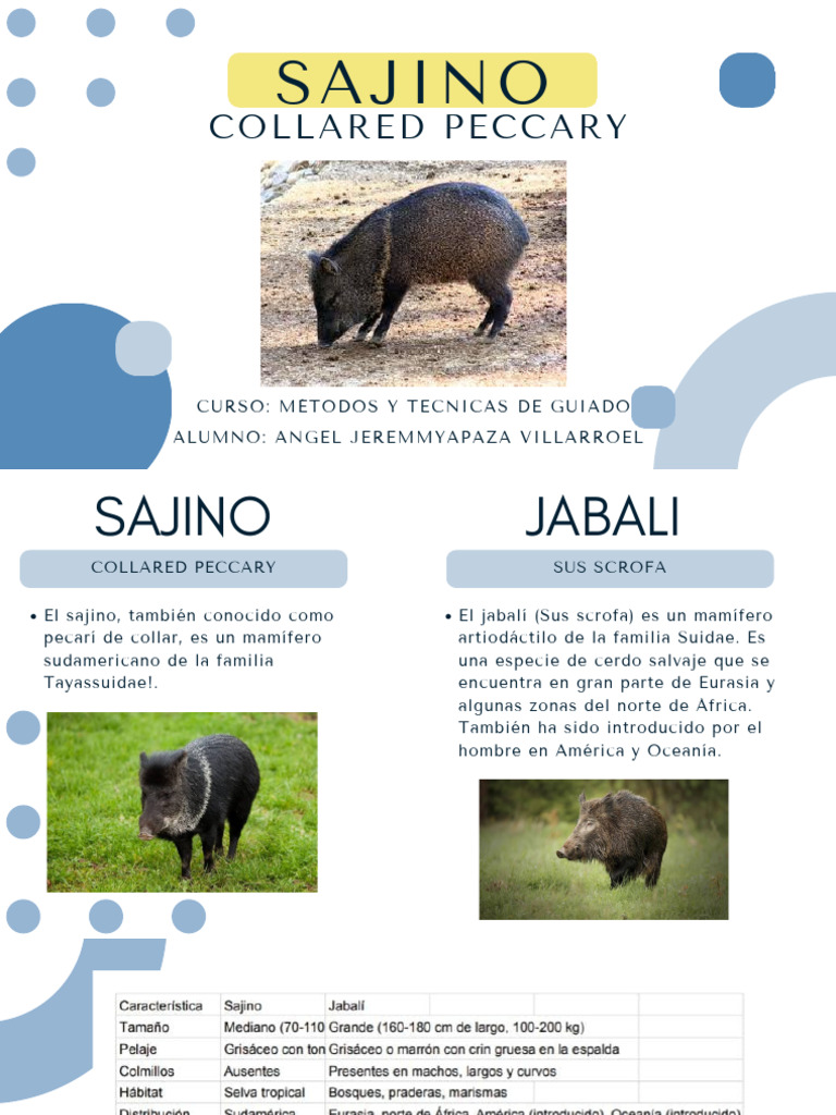 Sajino y Jabali - 20240614 - 190518 - 0000 | PDF