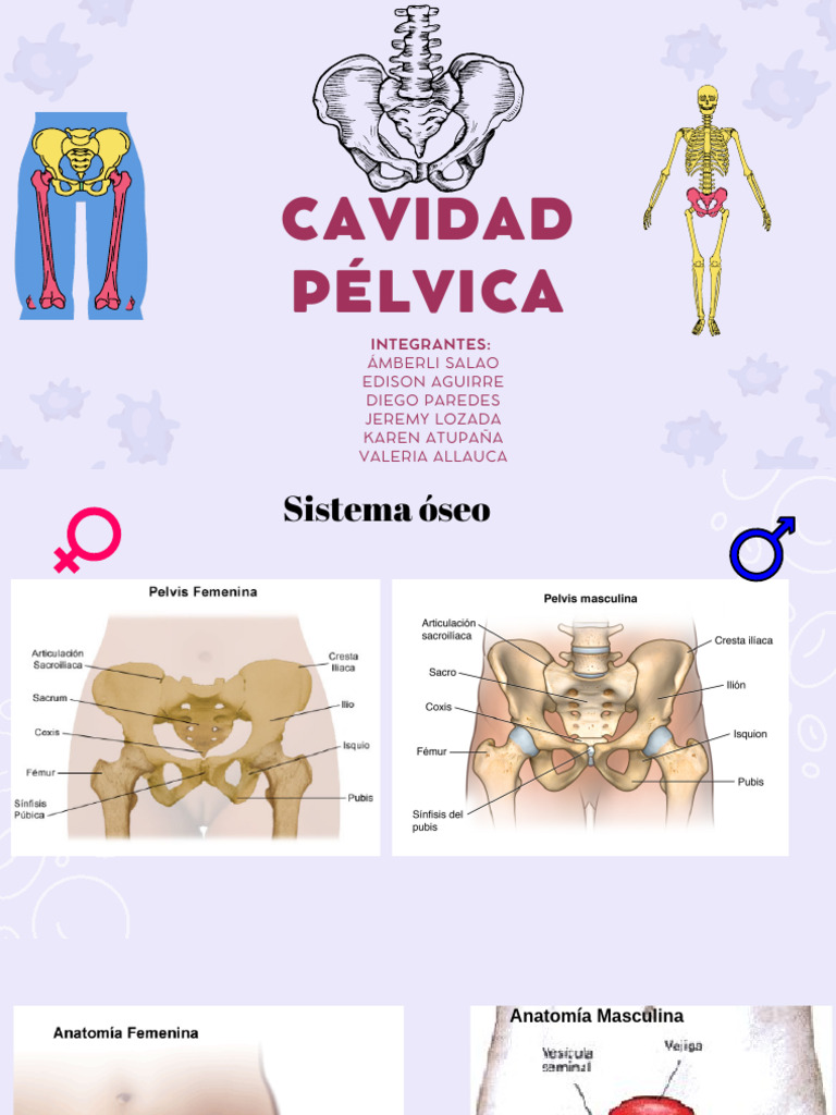 Cavidad Pélvica Pdf