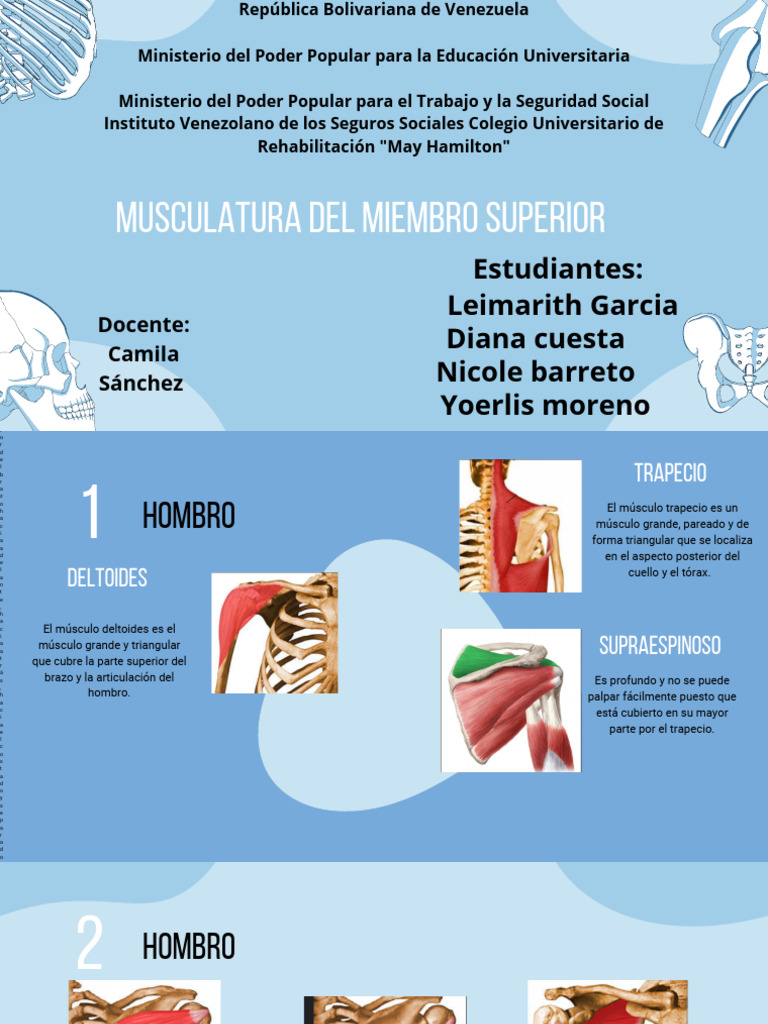 Presentación Diapositivas Anatomía Cuerpo Humano Ilustrativo Simple ...