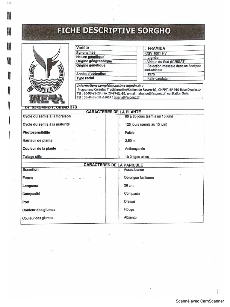 Fiche Descriptive Sorgho | PDF