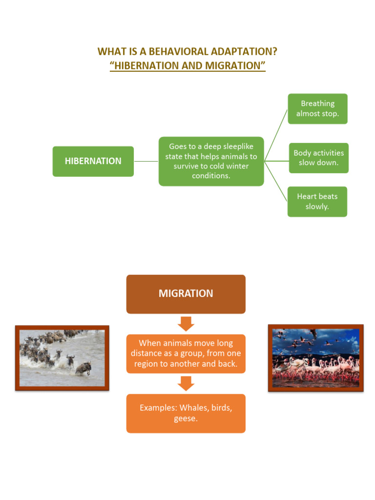 Science Hibernation and Migration Lesson | PDF