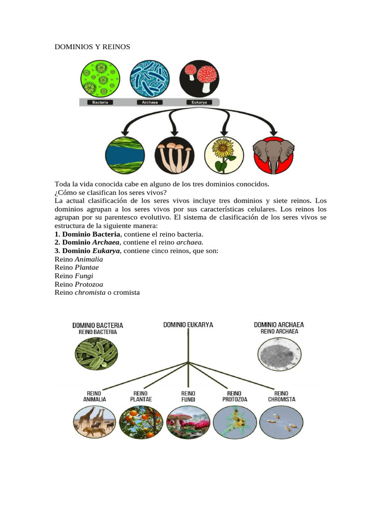 Dominios y Reinos R | PDF | Eucariotas | Ciencias sociales