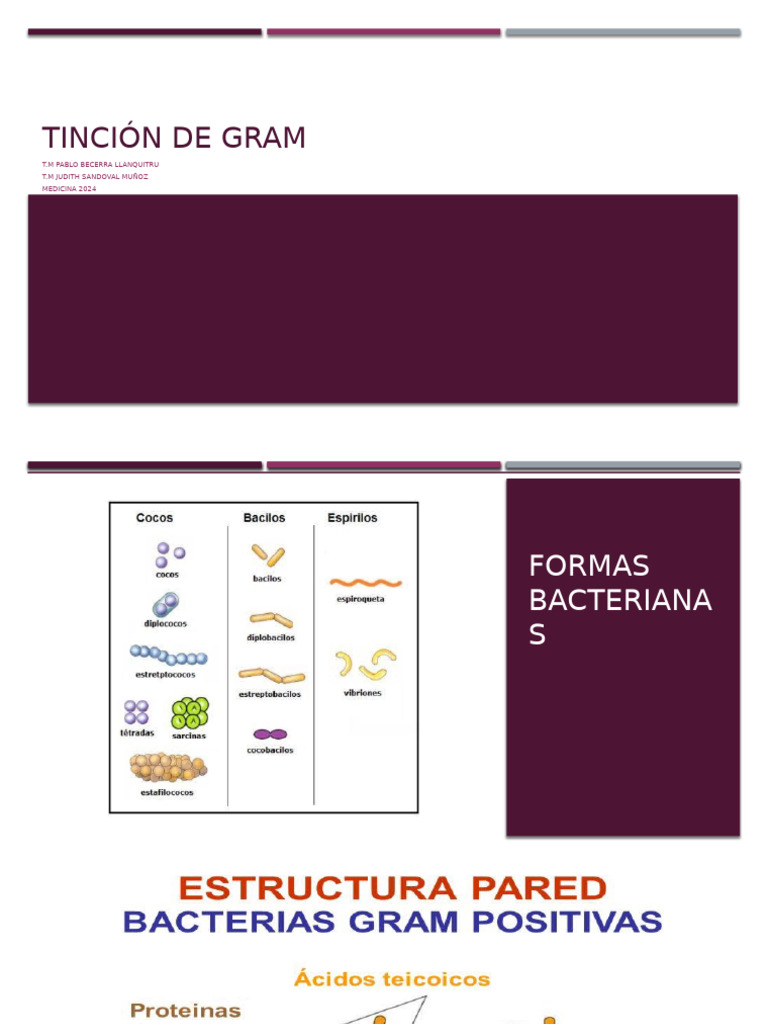 Tincion de Gram | PDF
