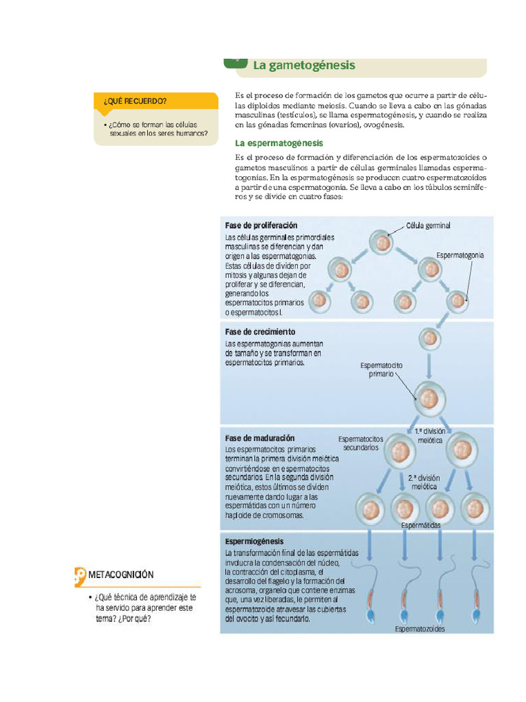 GAMETOGÉNESIS | PDF