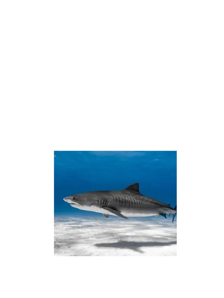Tiger Sharks | PDF