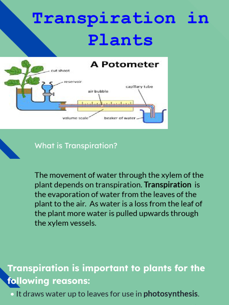 Transpiration in Plants | PDF