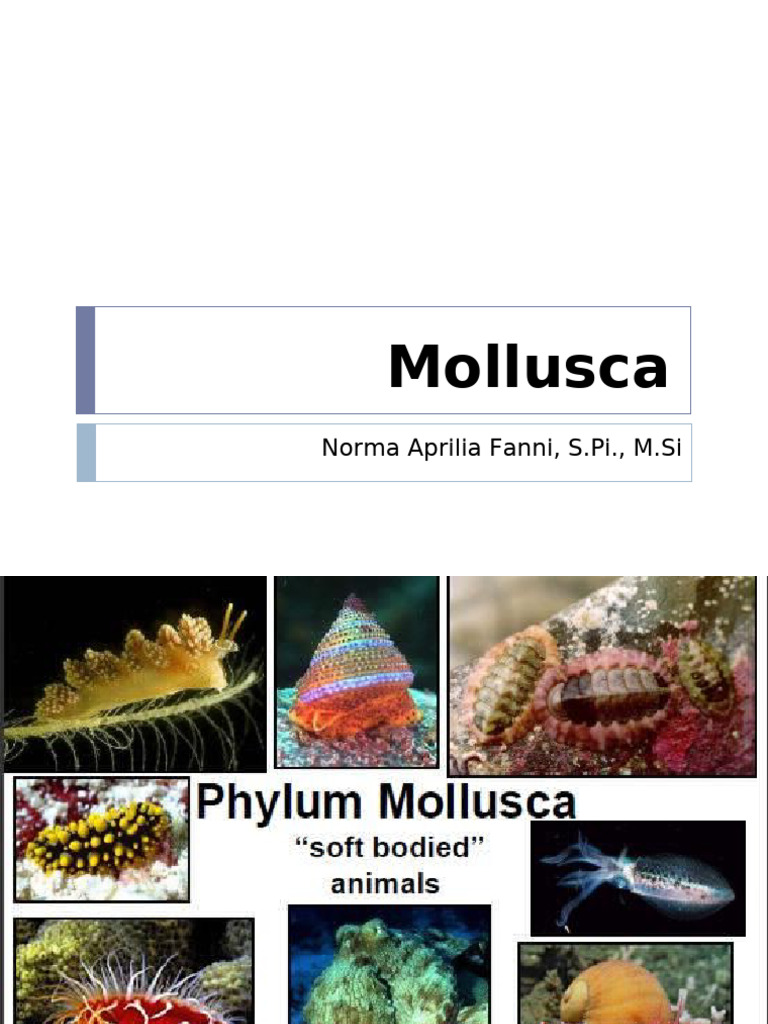 Molusca | PDF