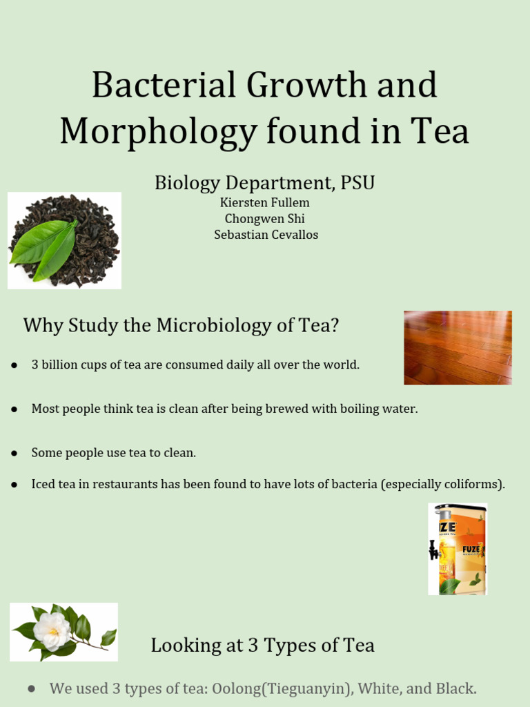 Bacterial Growth and Morphology From Tea | PDF