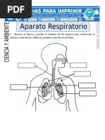 Ficha de Sistema Respiratorio para Primaria | PDF