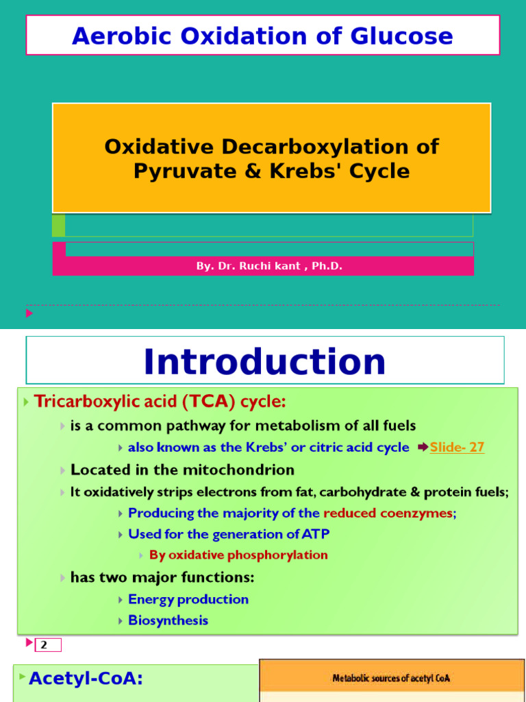 #4 TCA Cycle 22p | PDF