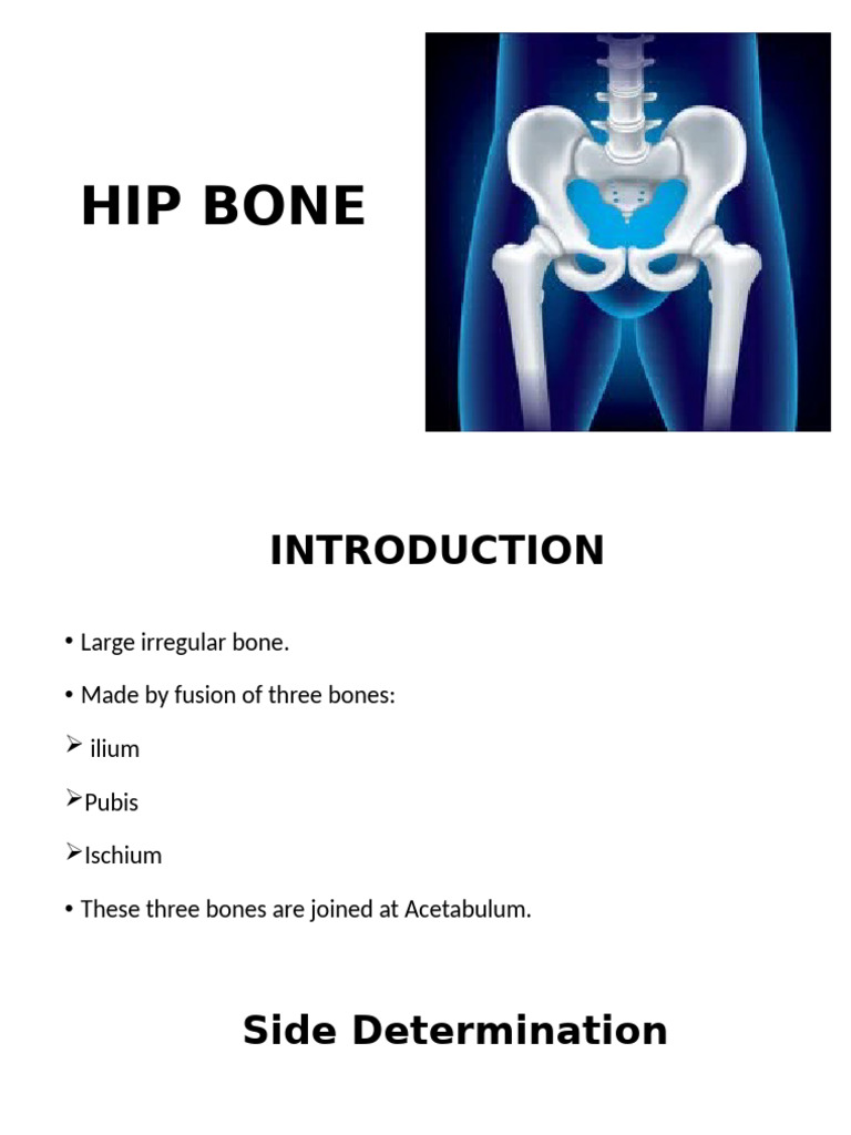 Hip Bone | PDF