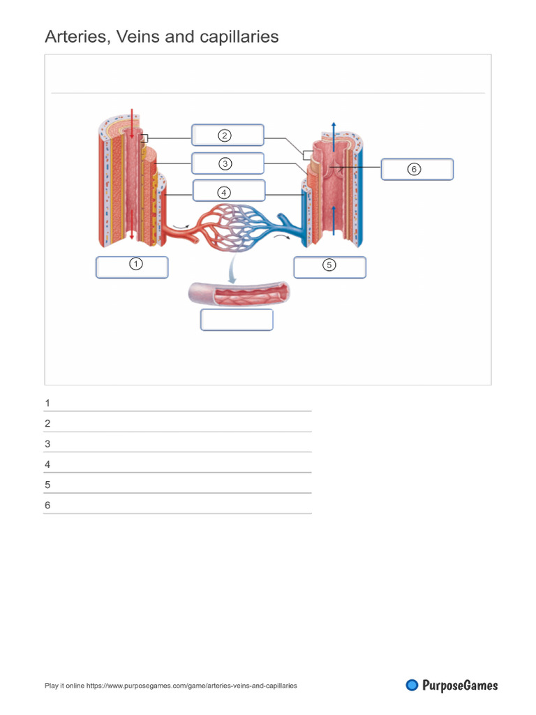 Arteries and Veins | PDF