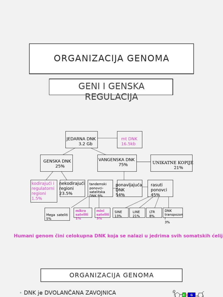 Organizacija Genoma | PDF