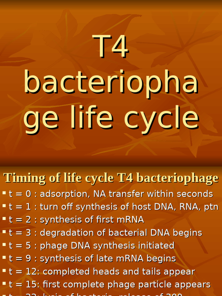 T4 bacteriophage life cycle | PDF