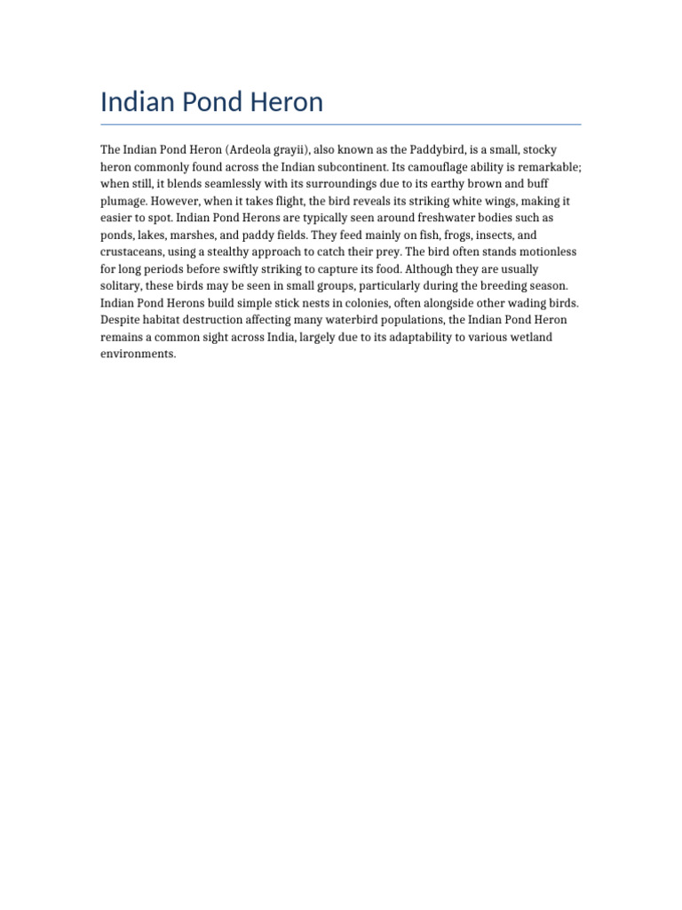 Indian Pond Heron Detailed | PDF
