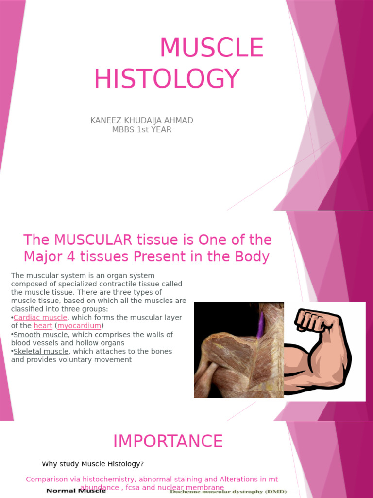 Muscle Histology | PDF