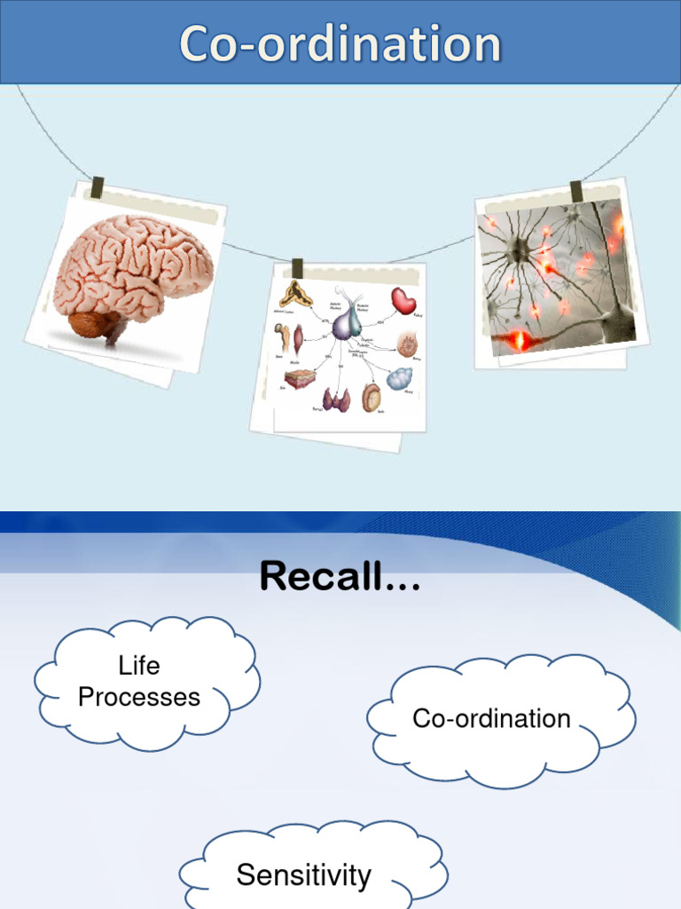 Co-Ordination | PDF