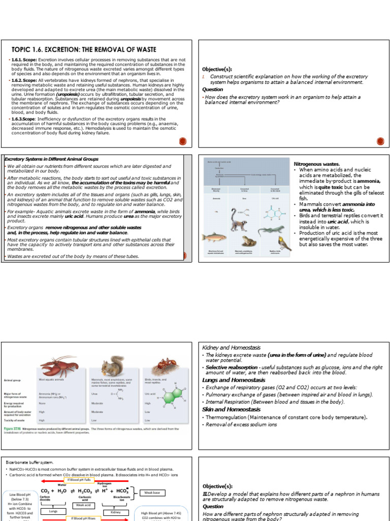 1.6 ORGAN OF WASTE REMOVAL print | PDF