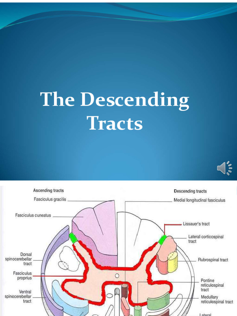 Descending Tract | PDF