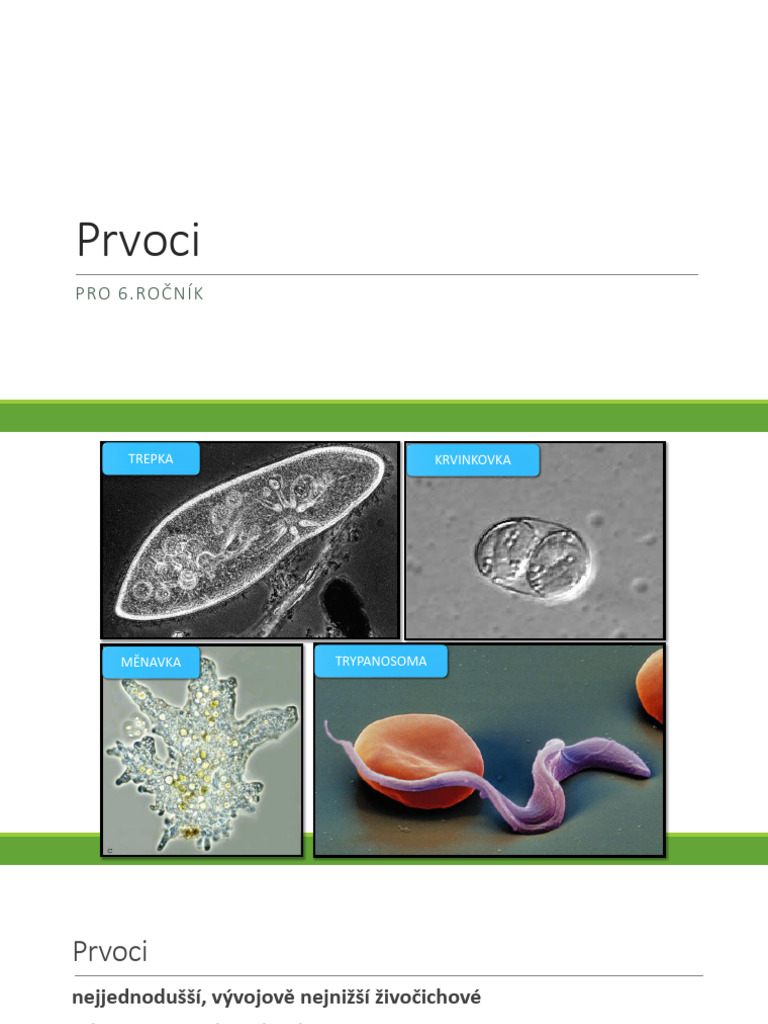 14 - Prvoci | PDF
