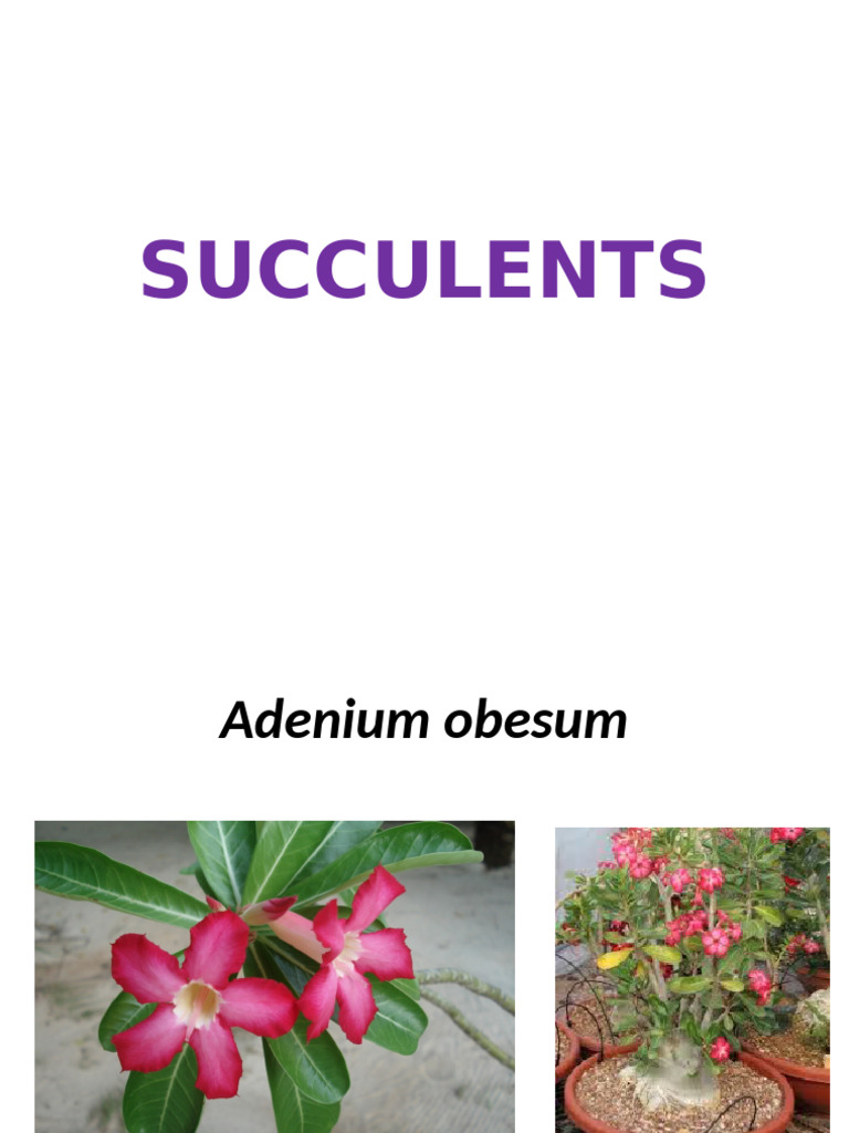 Succulents | PDF
