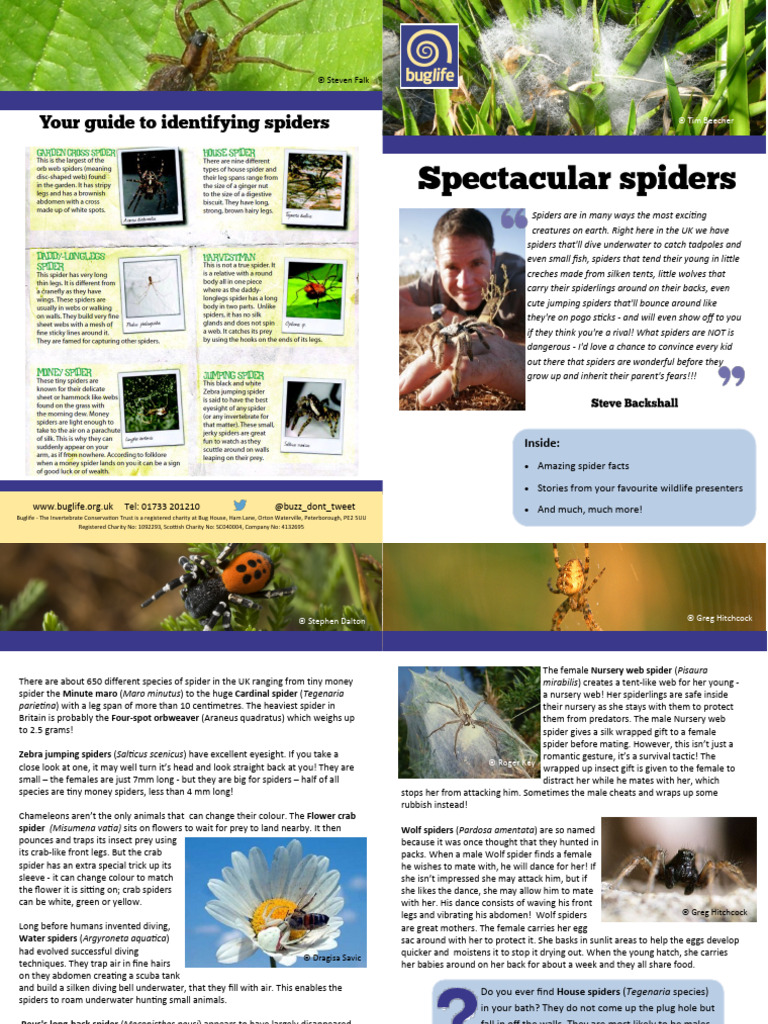 Spectacular Spiders | PDF