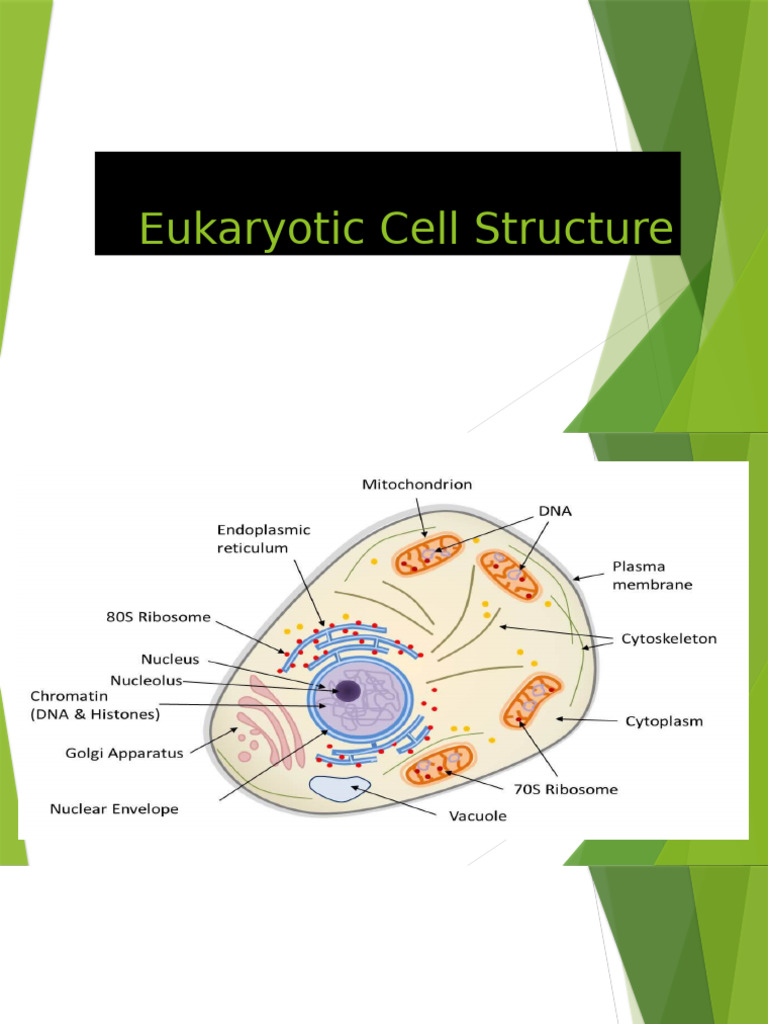 7 3 Eukaryotic Cell Structure637bM | PDF