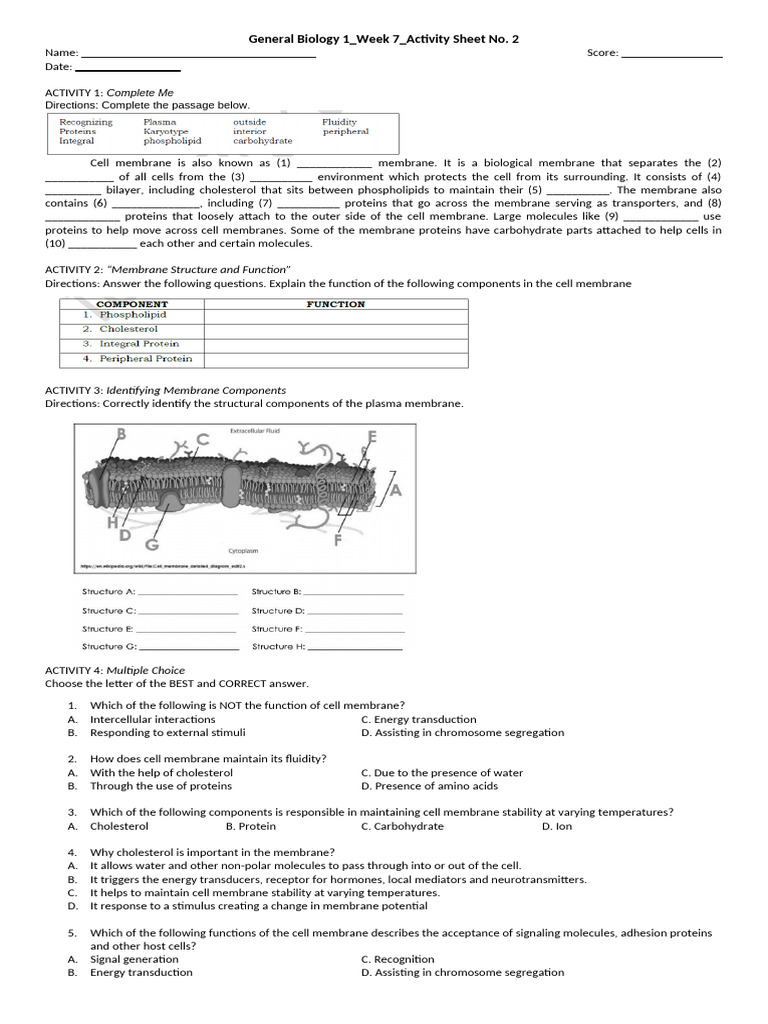 Activity Sheet - Week 7 - Day 2 | PDF | Cell Membrane | Computers
