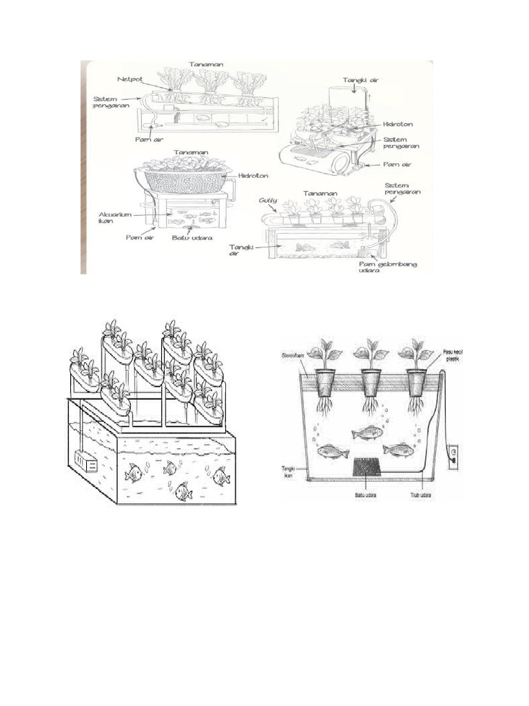 Lakaran Akuaponik | PDF