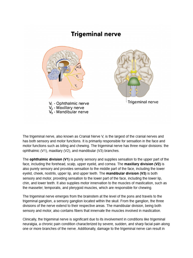 Ophthalmic Division (V1) Maxillary Division (V2) Mandibular Division ...