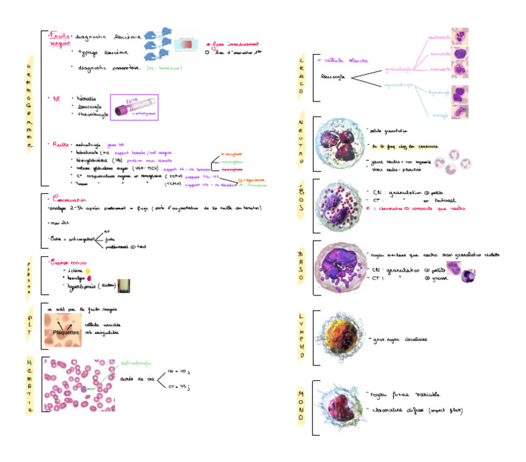 cellules-sanguines | PDF
