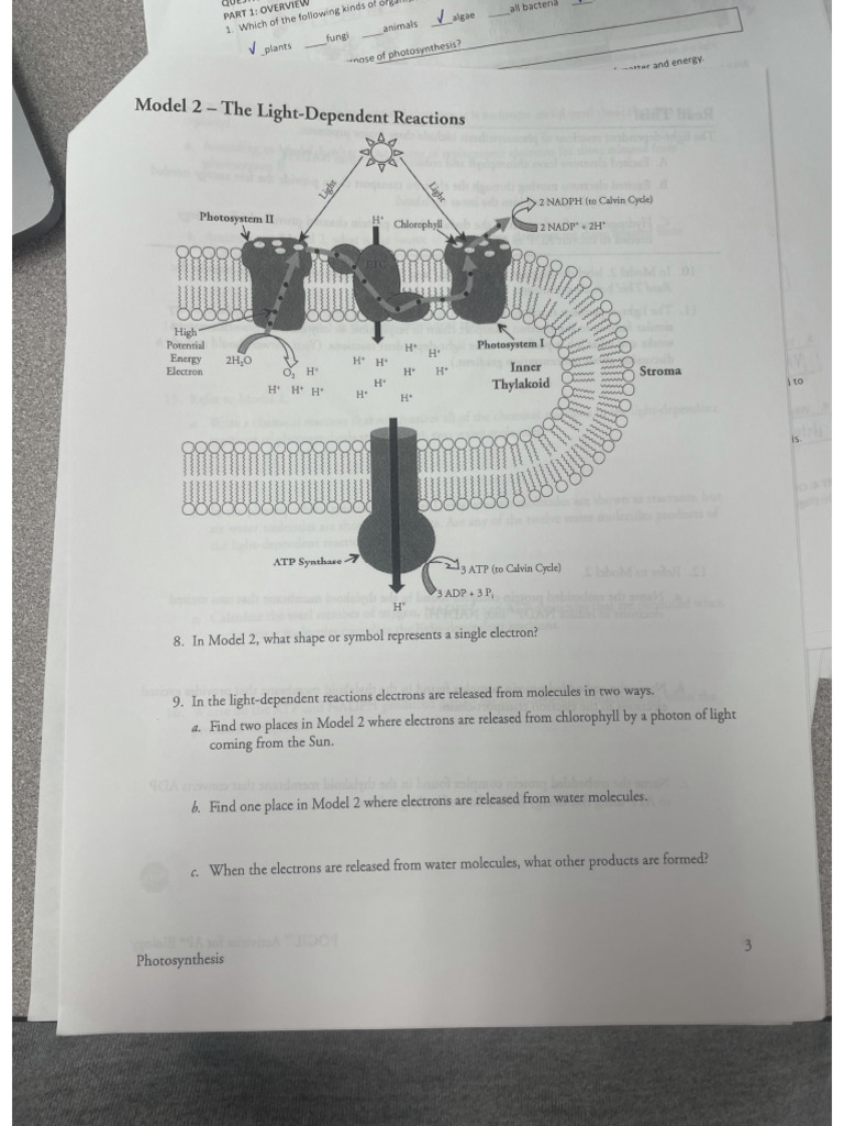 Photosynthesis Pogil | PDF