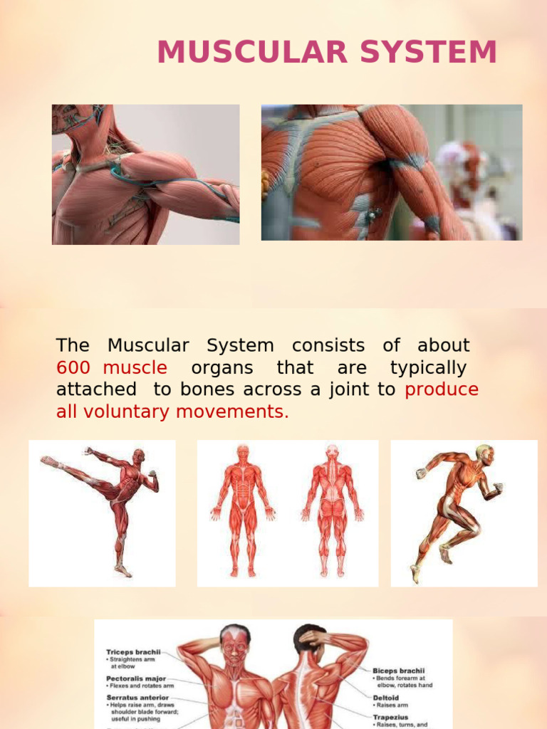 Unit 5. Muscular System | PDF