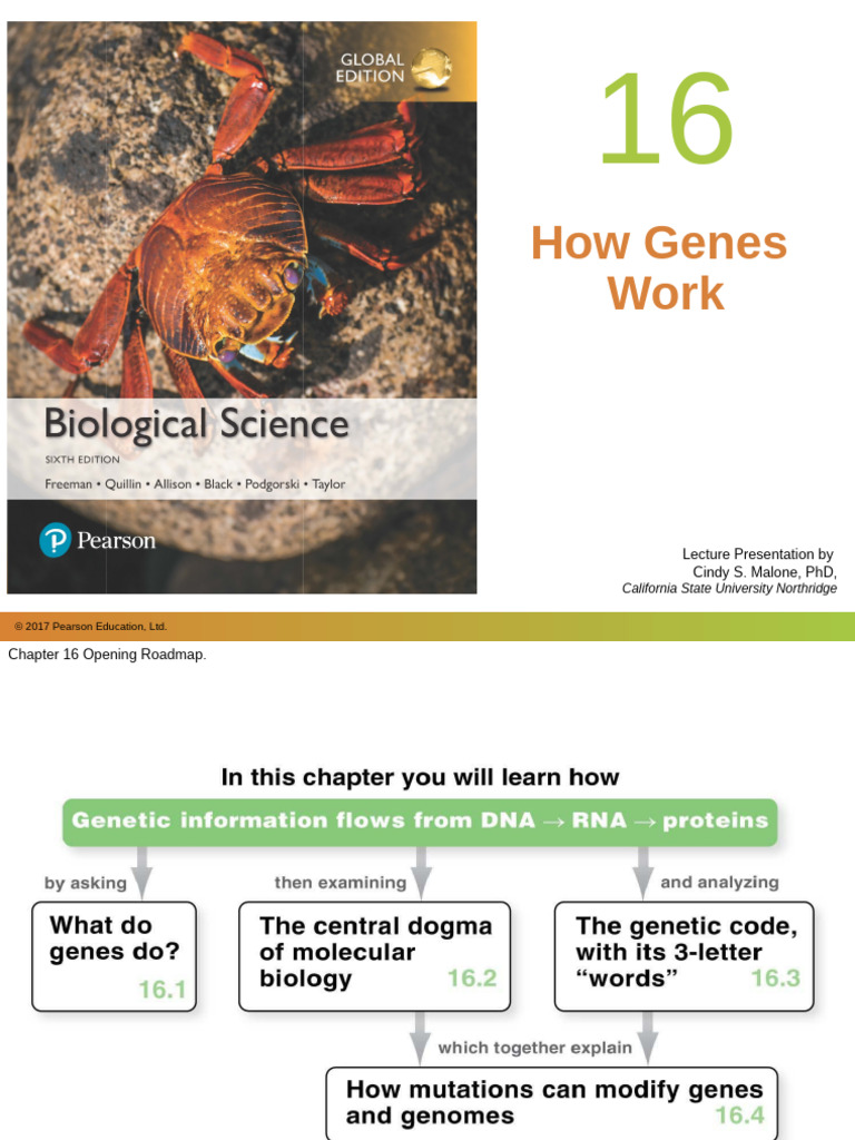 16 Lecture Presentation Pdf