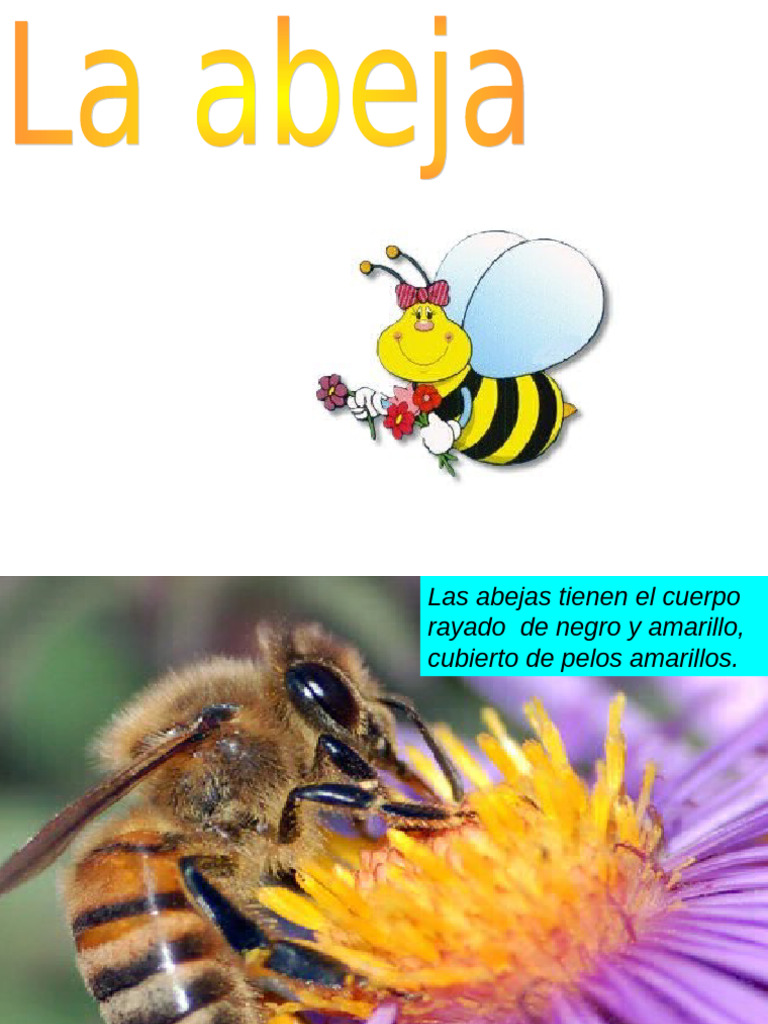 Abeja | PDF
