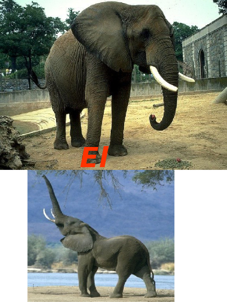 Elefante | PDF