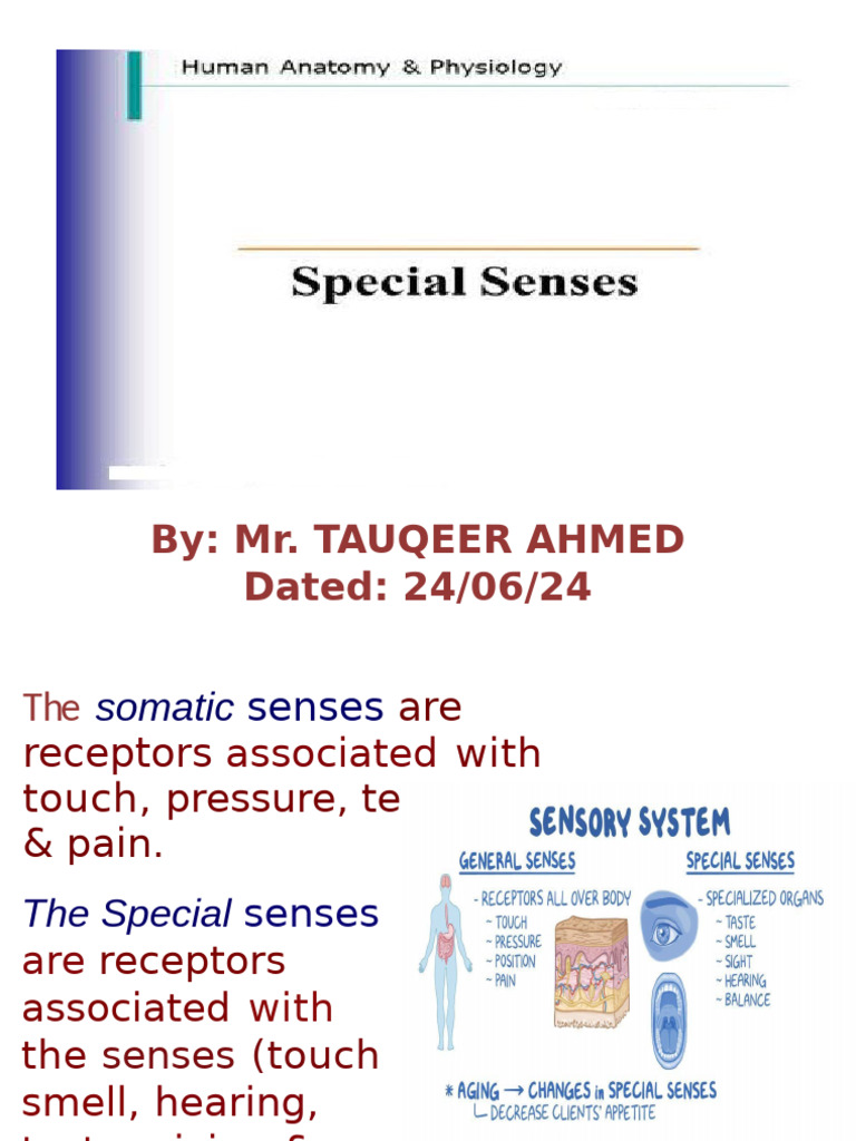 Special Senses | PDF